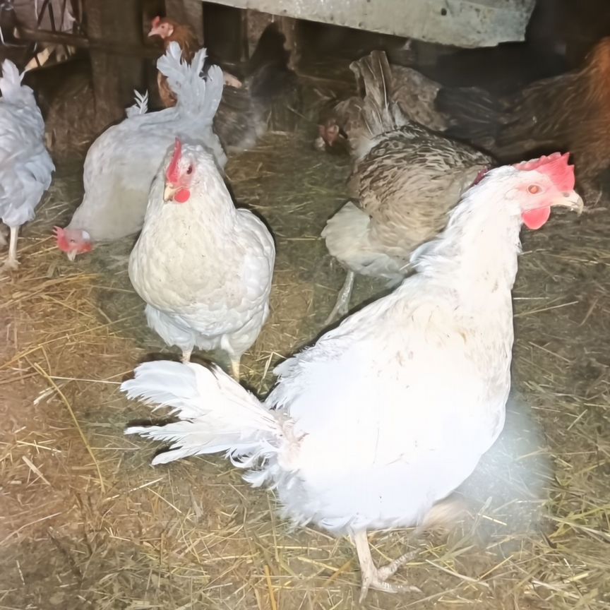 Куры несушки