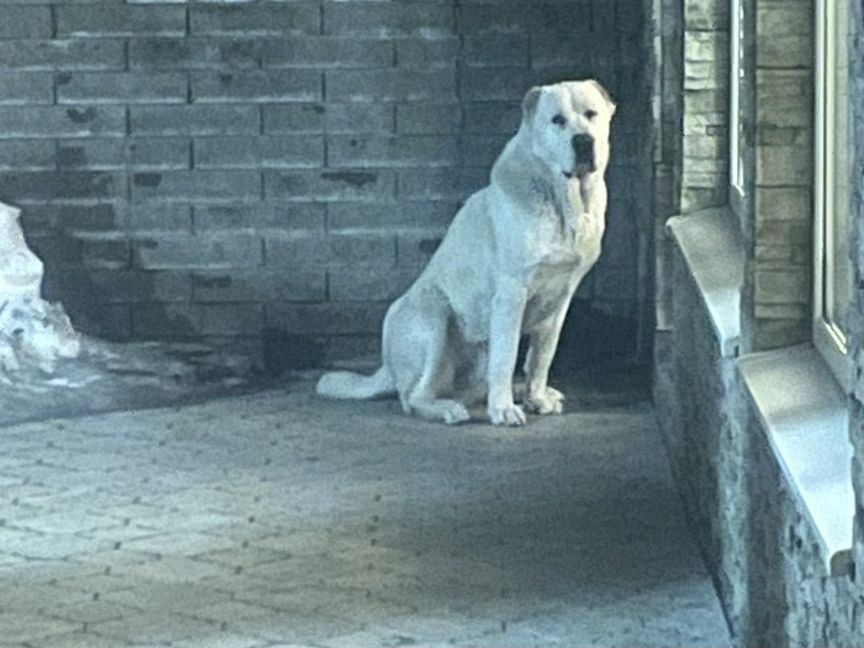 Вязка алабай