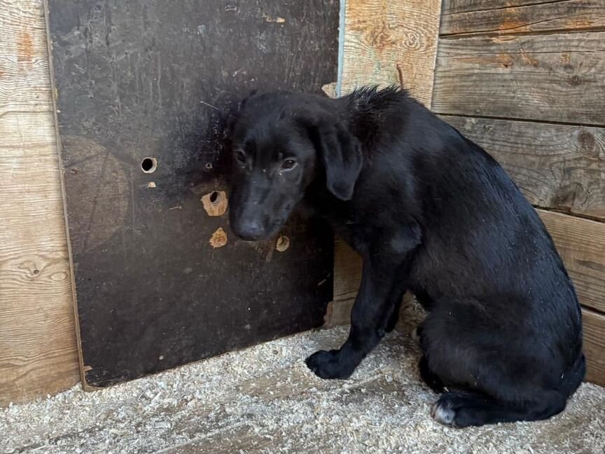 Щенку нужна семья