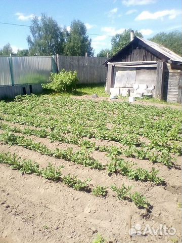 Продам картофель семенной купить в Костроме | Товары для дома и дачи ...