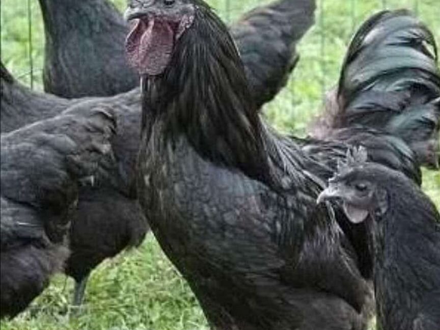 Ухейилюй куры(семья)