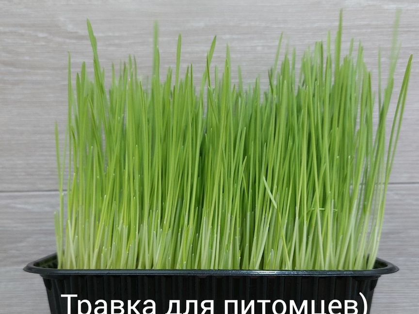 Трава для кошек