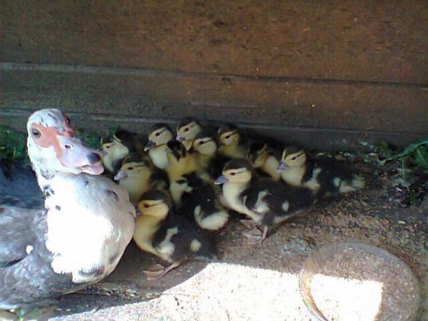 Индоутята(мускусные утята)