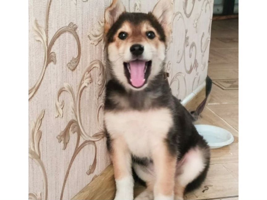 Щенок, метис, вырастит небольшой, 4 мес