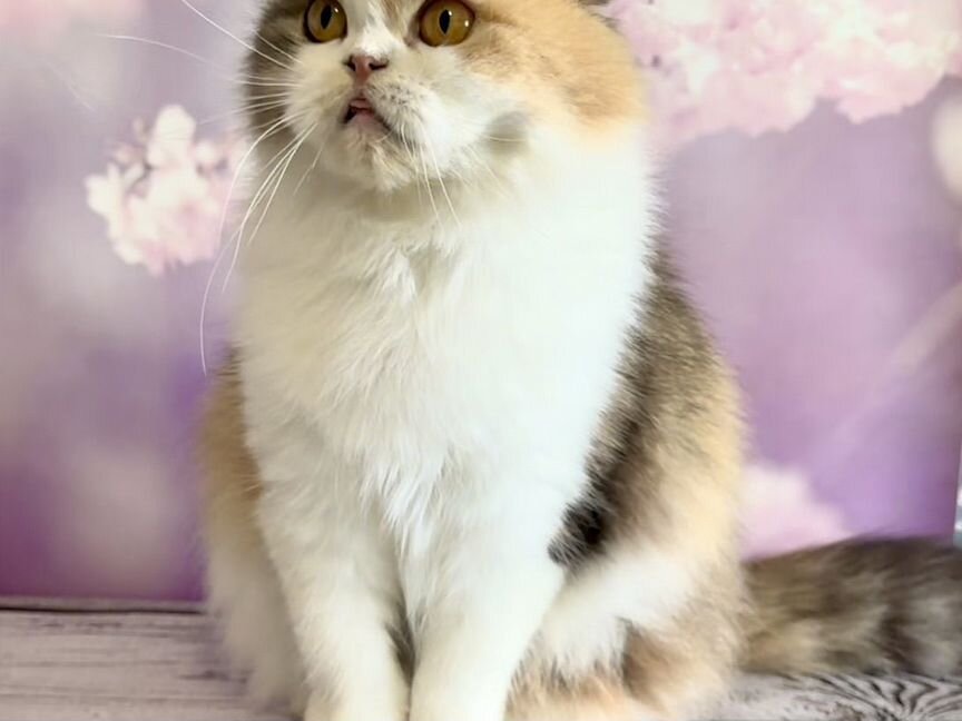 Шотландская вислоухая кошка