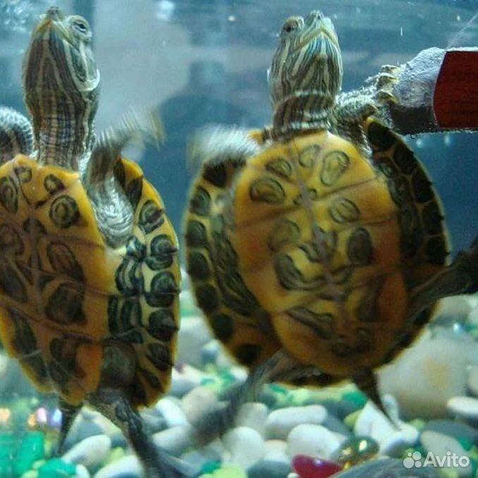 Красноухие черепахи водные бесплатно