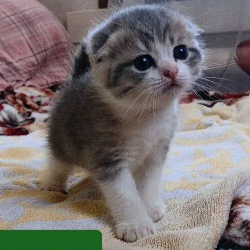 Шотландский вислоухий короткошёрстный котёнок