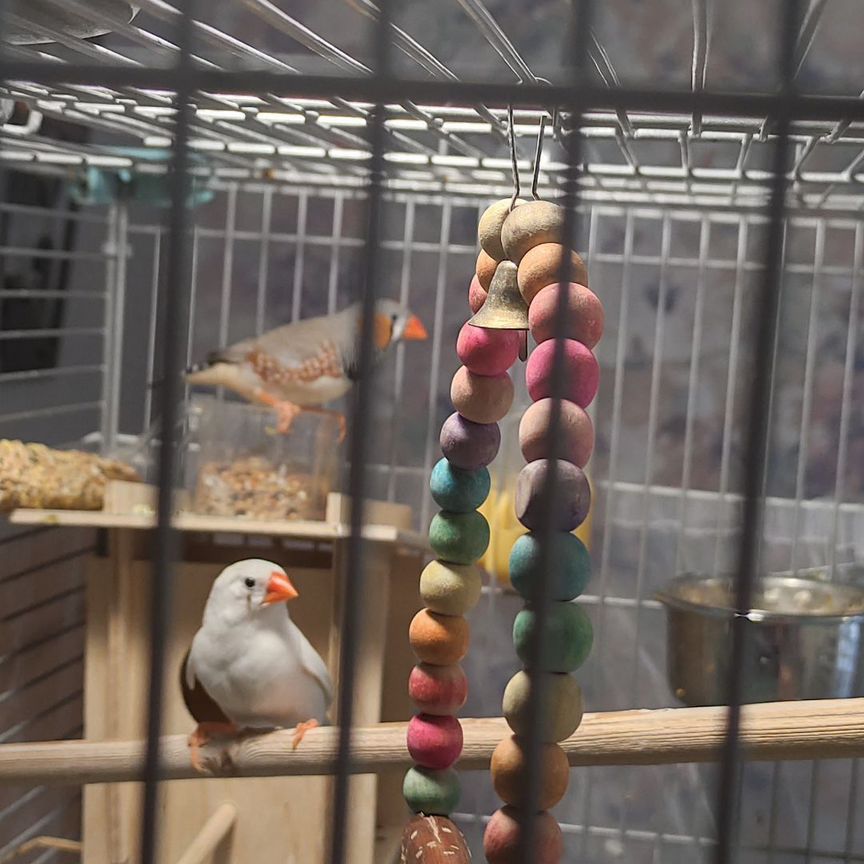 Амадины, зебровая амадина