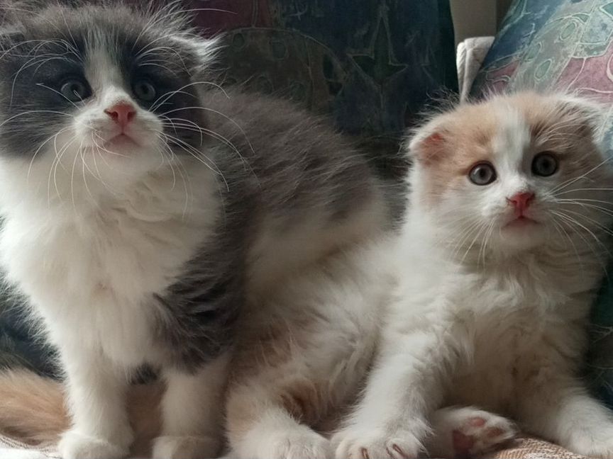 Шотландские вислоухие котята