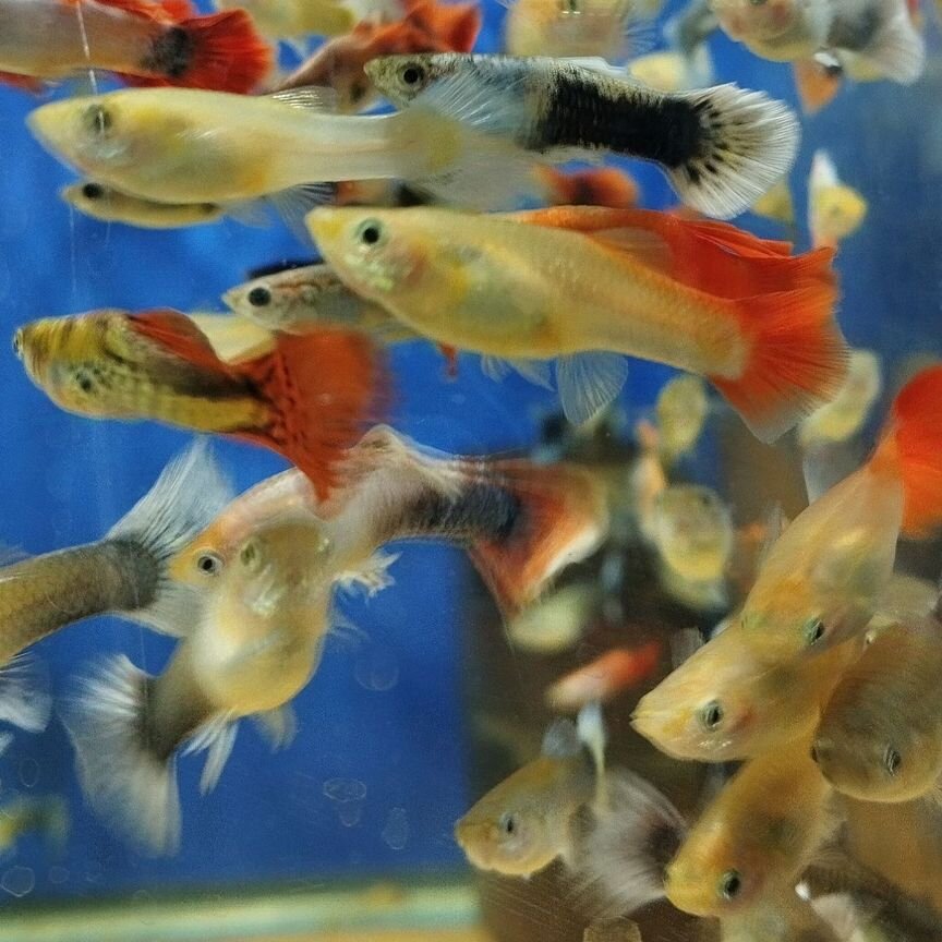 Рыбки Гуппи Молодняк