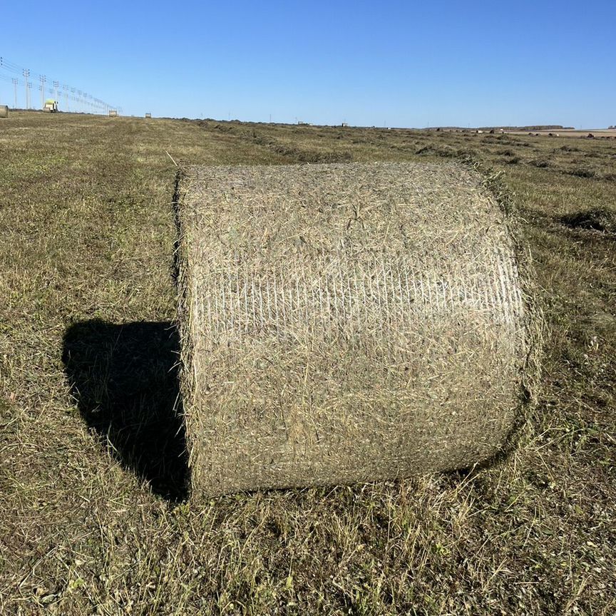 Сено козлятник и эспарцет в рулонах