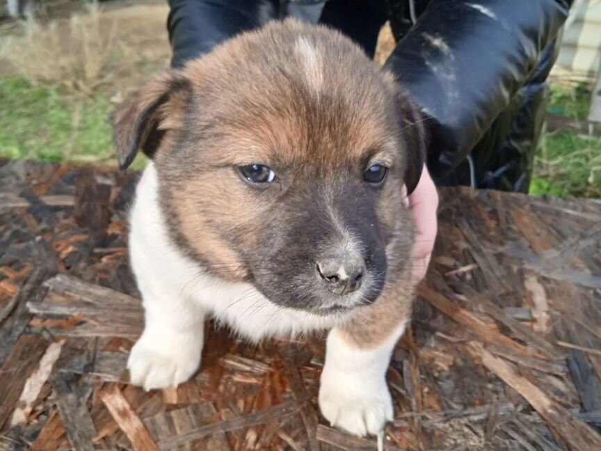 Щеночек мальчик