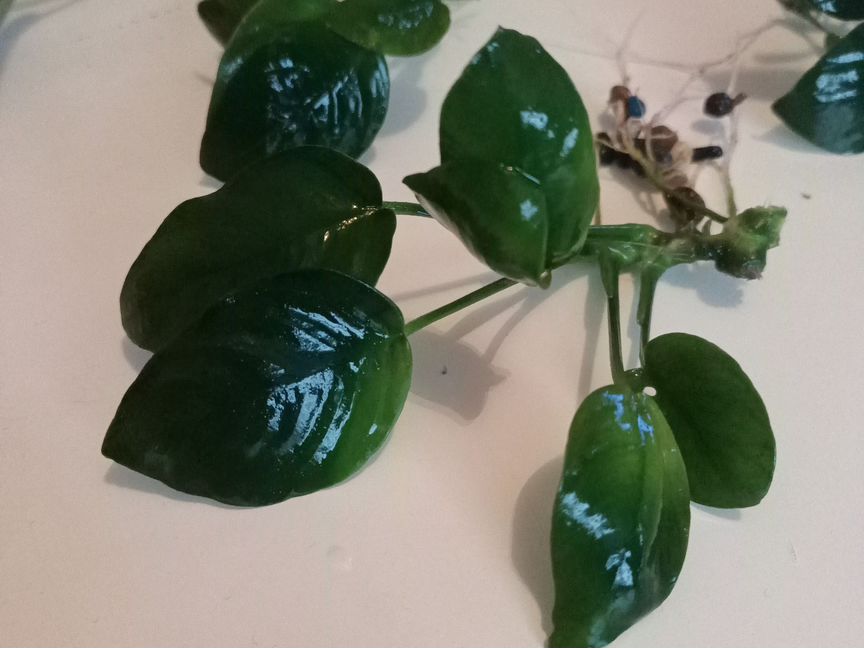 Анубиас аквариумное растение