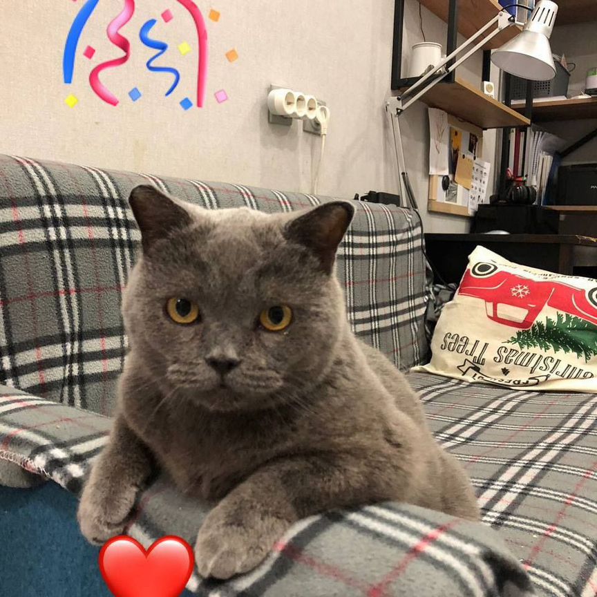 Роскошная кошка в добрые руки