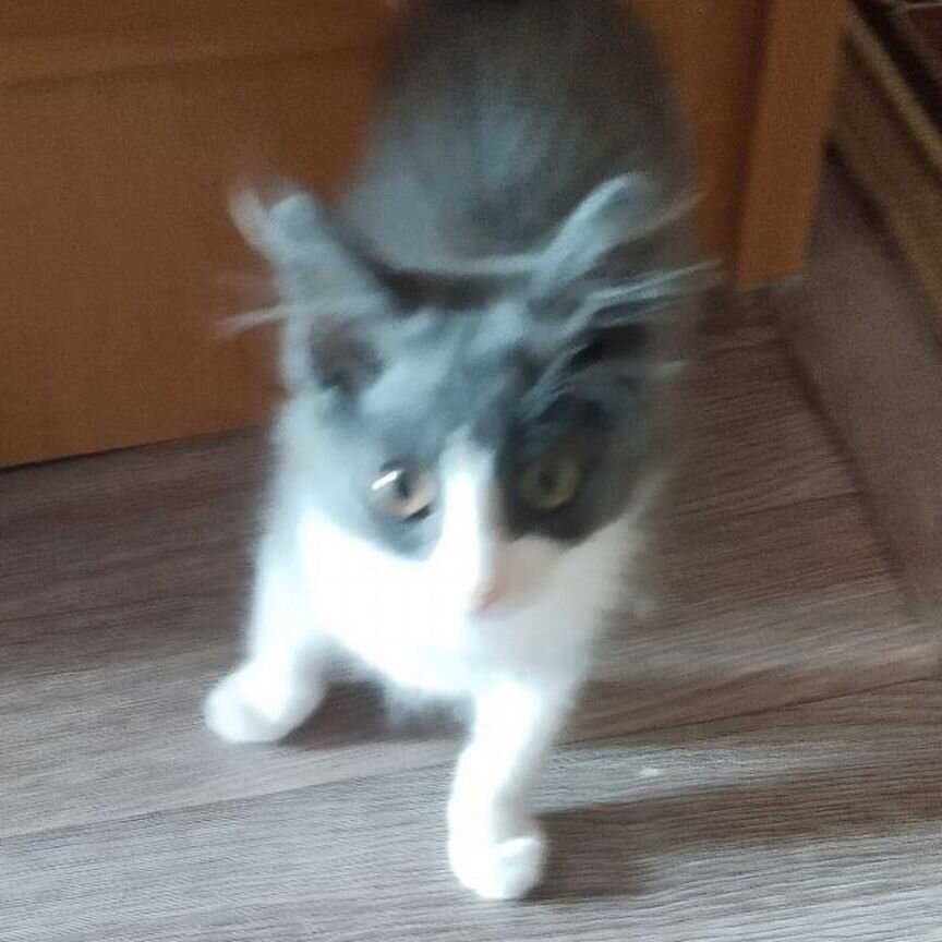 Котёнок от частного владельца
