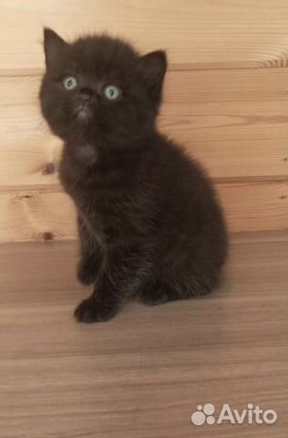 Шотландские котята