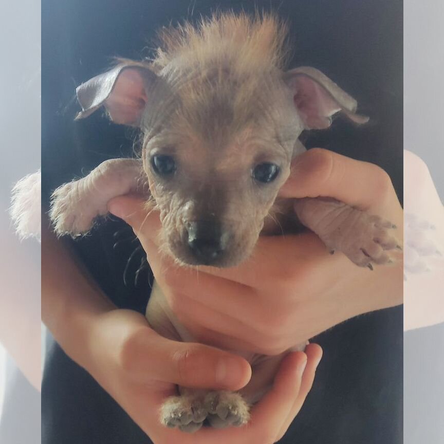 Щенки ксолоитцкуинтли