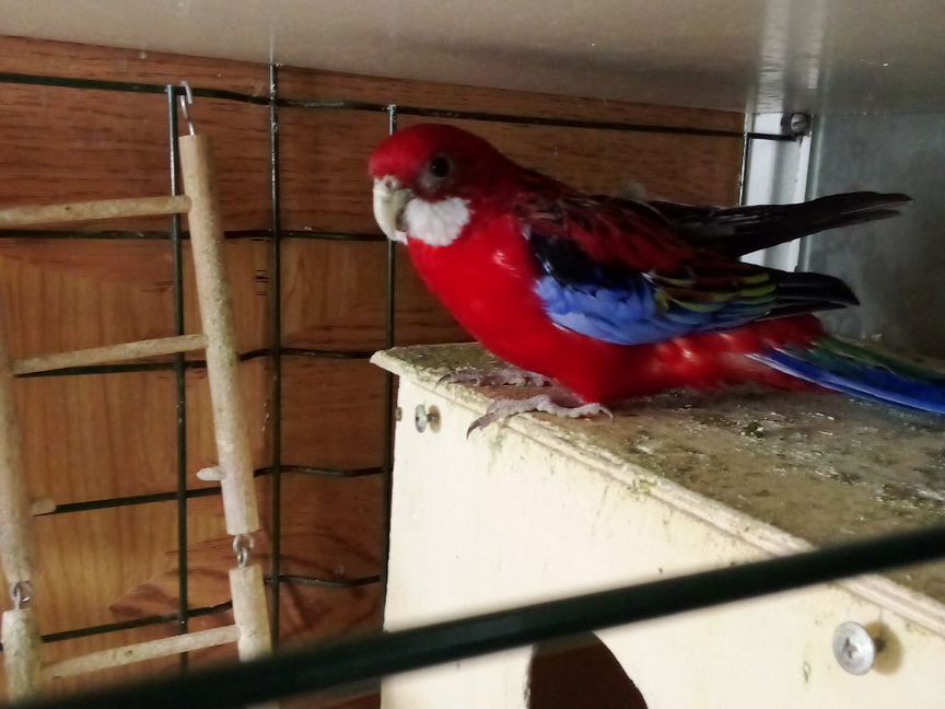 Попугай розелла мальчик