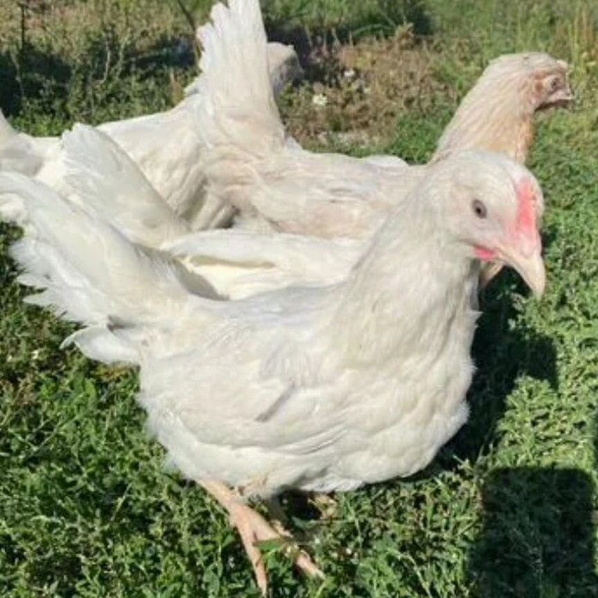 Куры молодки несушки