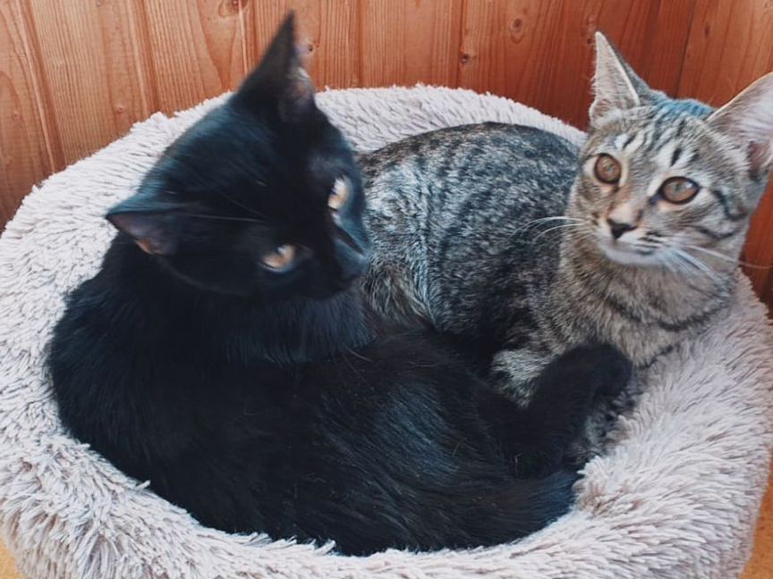 Кошечки - подростки стерилизованные
