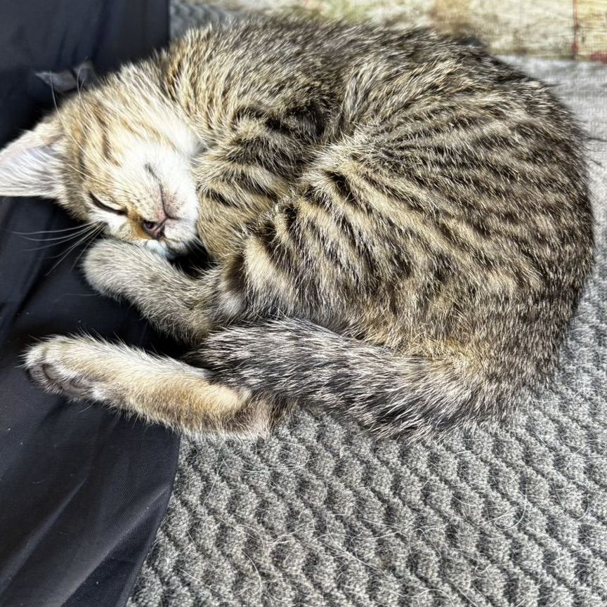 Отдам котят