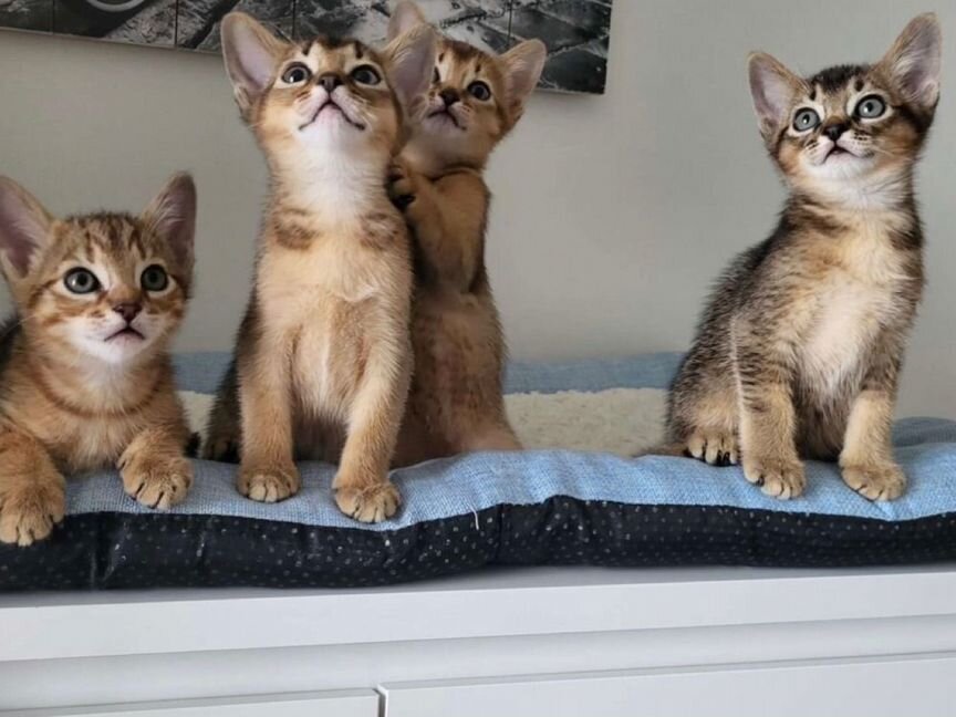 Котята