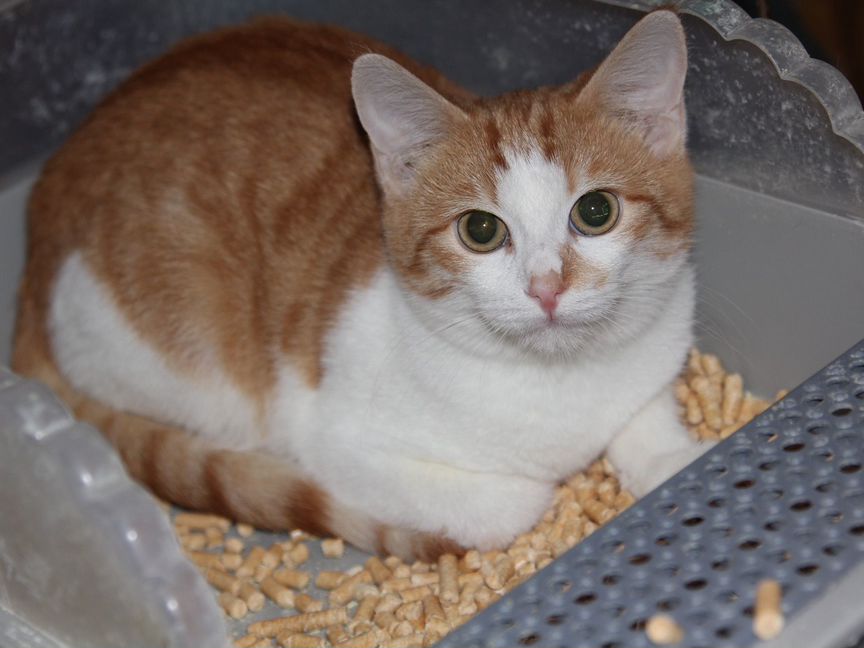 Возьмите котенка в приюте