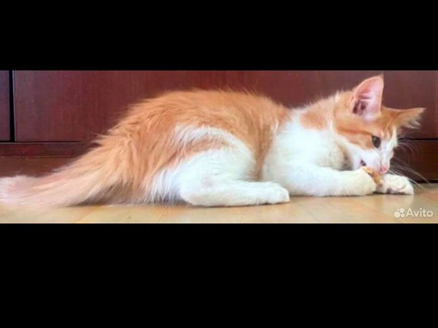 Котёнок ищет дом