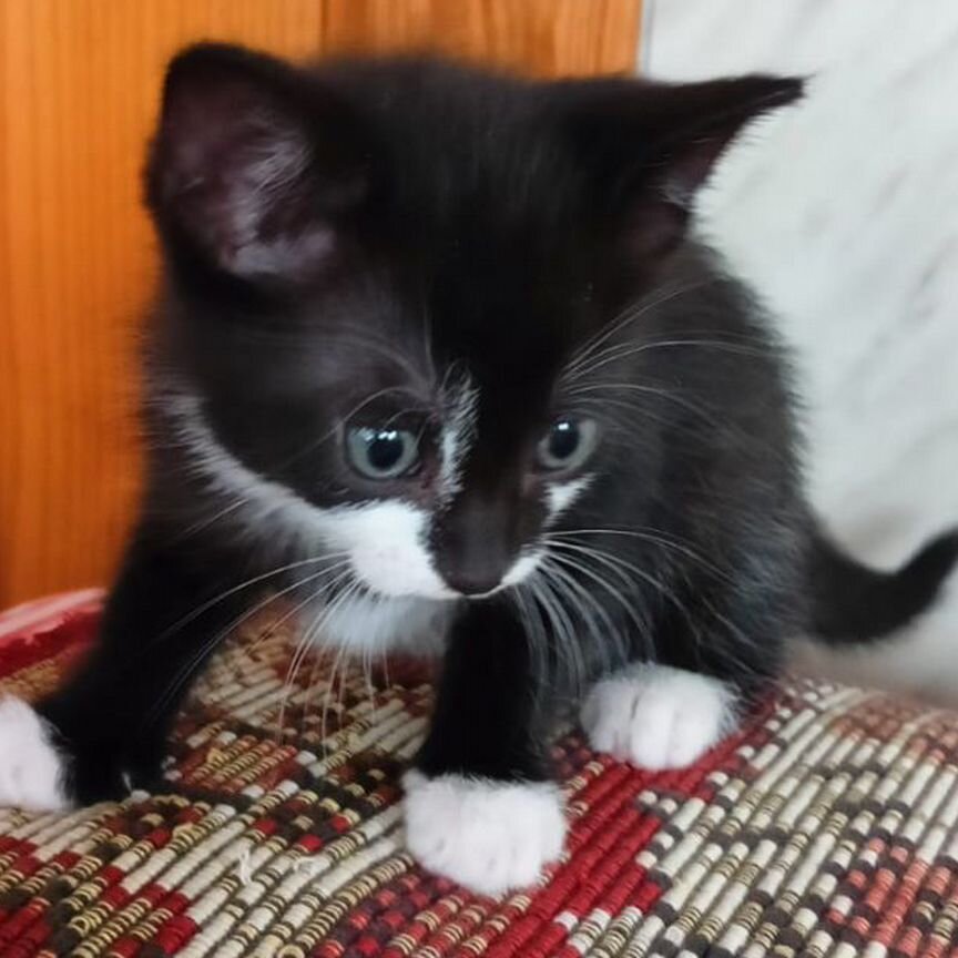 Кошечка 2 месяца