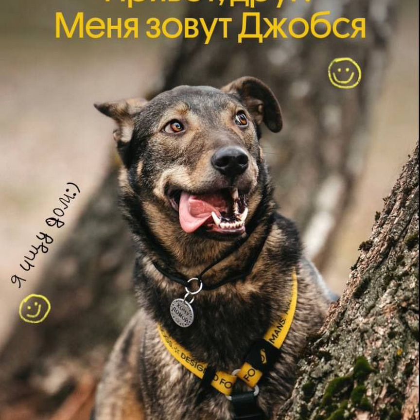 Джобся ищет родителей