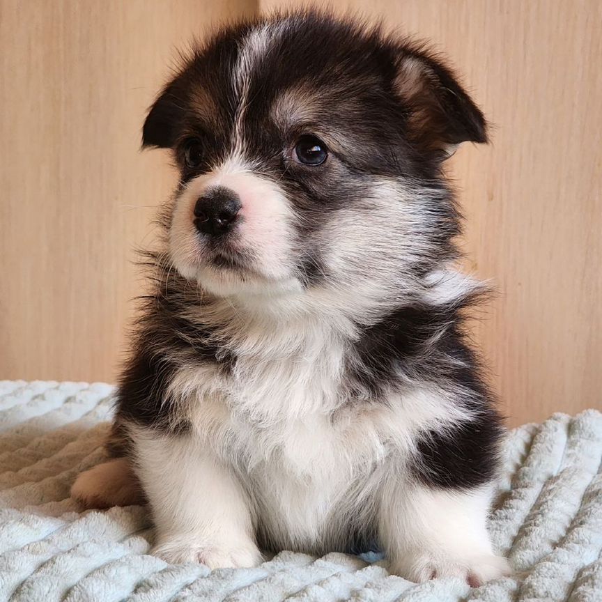 Вельш Корги Пемброк, щенок