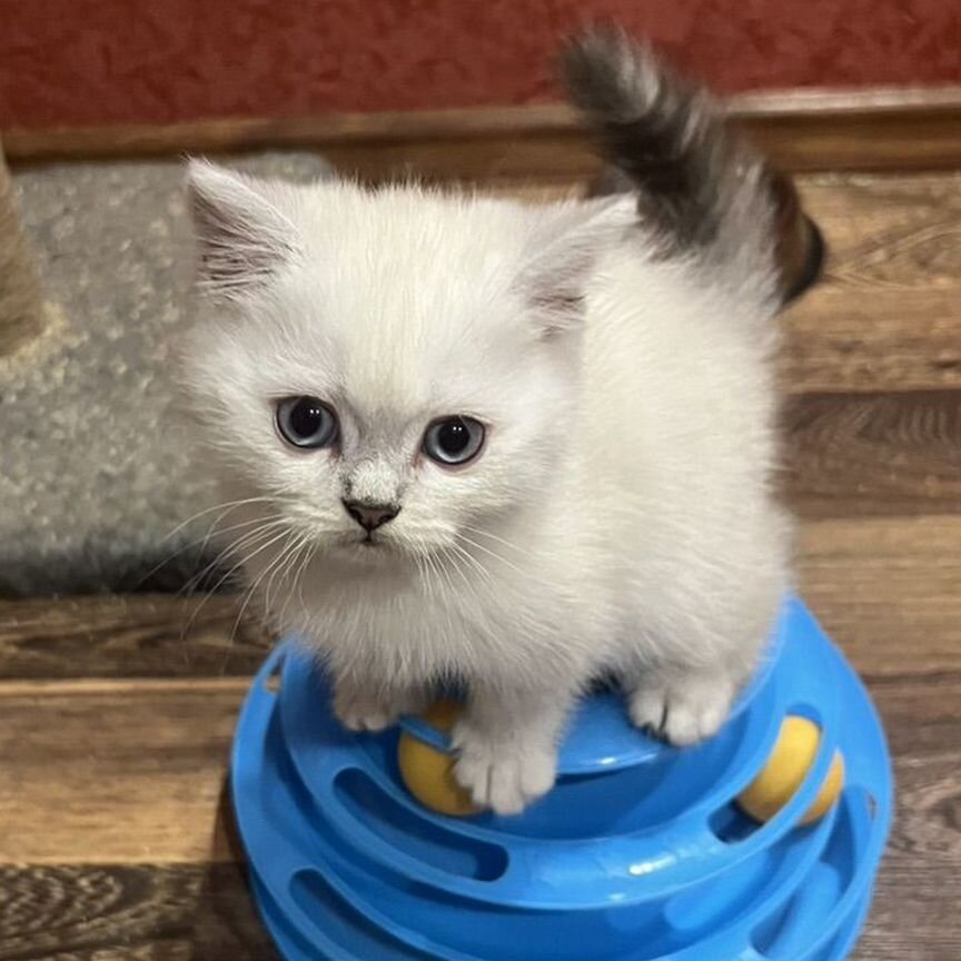 Шотландский прямоухий короткошёрстный котёнок