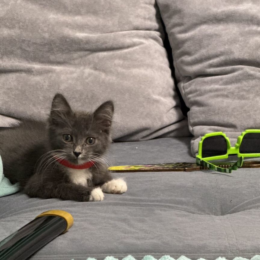 Ориентальный котёнок