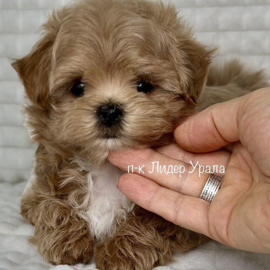 Мальтипу, щенок