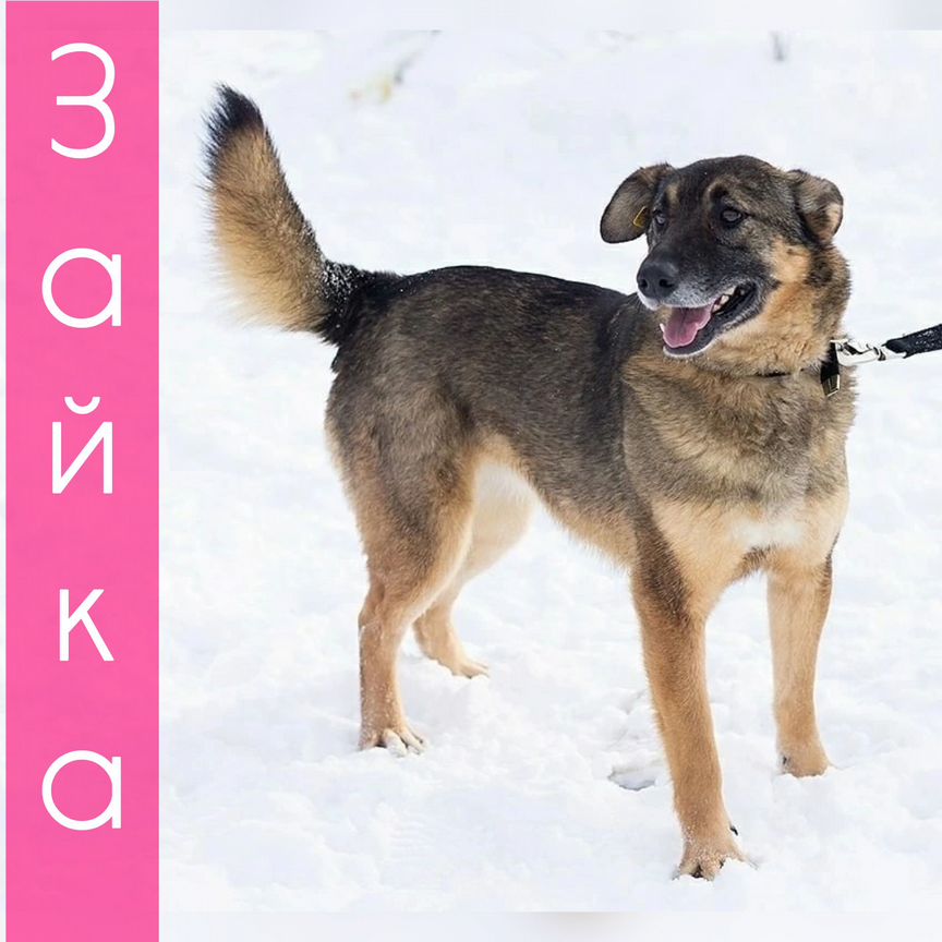 Взрослая собака в добрые руки