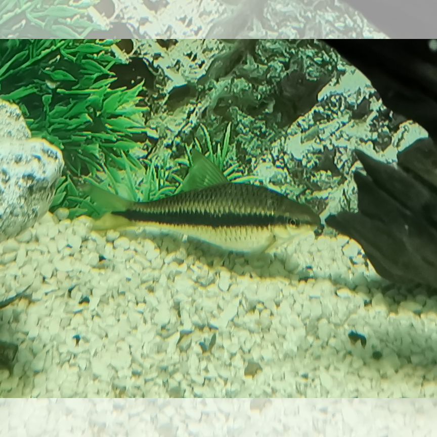 Рыба Водорослеед