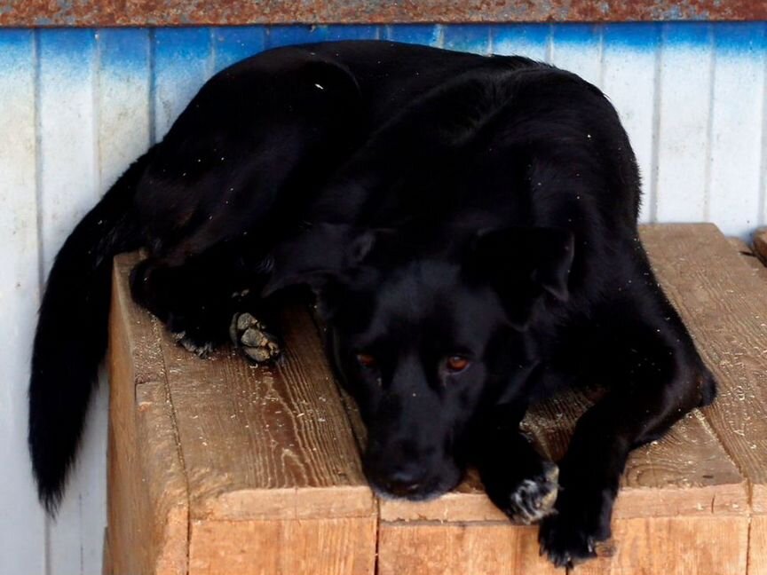 Тоска по дому. Марио