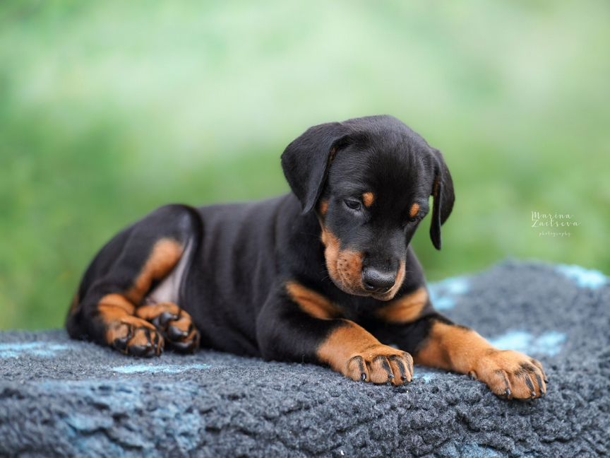 Продается замечательный щенок добермана