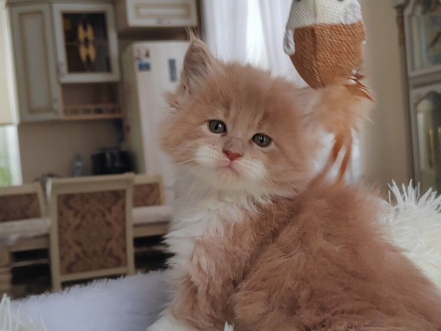 Мейн-кун котик классика, есть полидакты