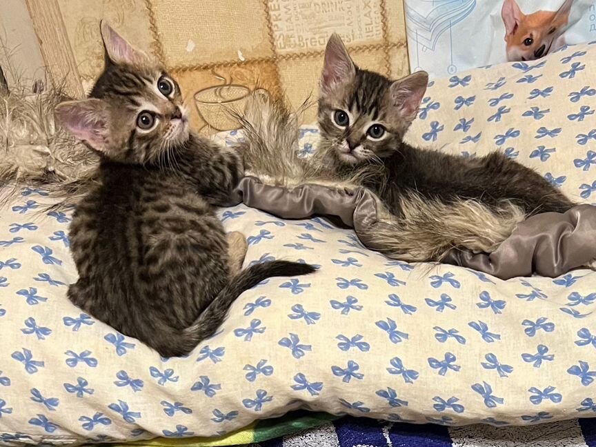 Котята в добрые руки мальчики (2 мес)