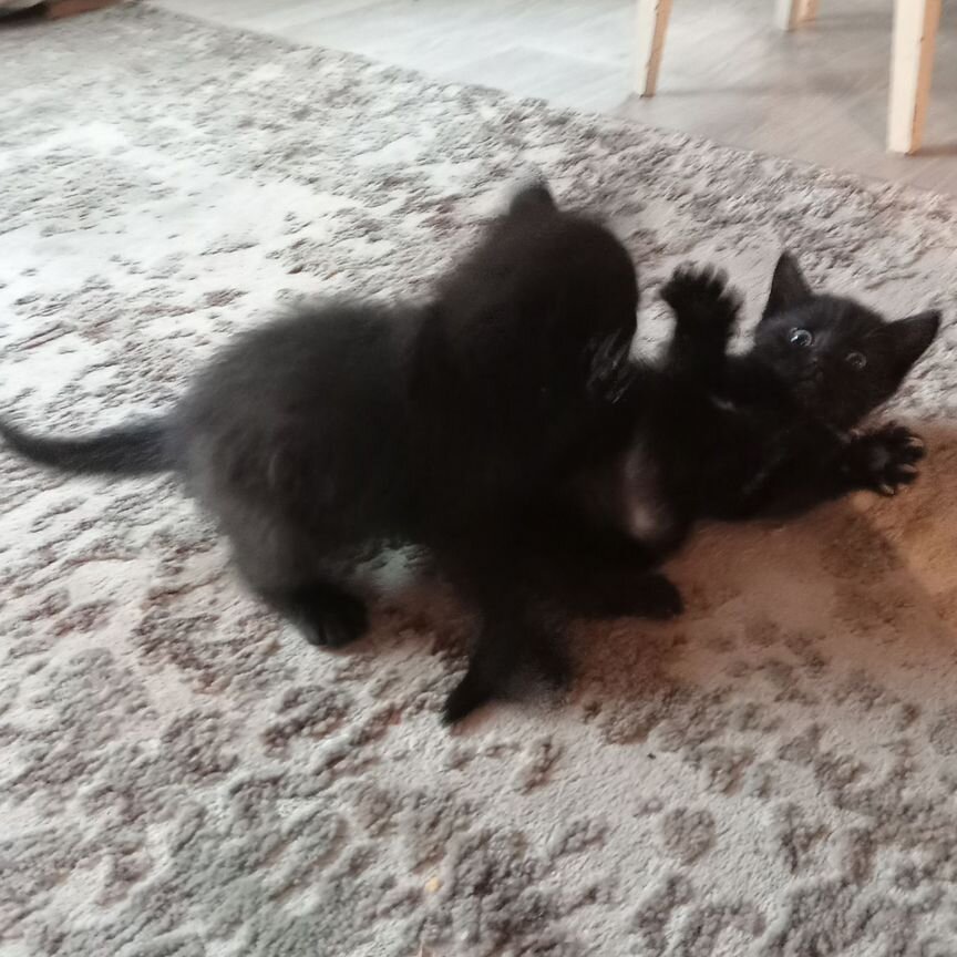 Котятки чёрные и серые