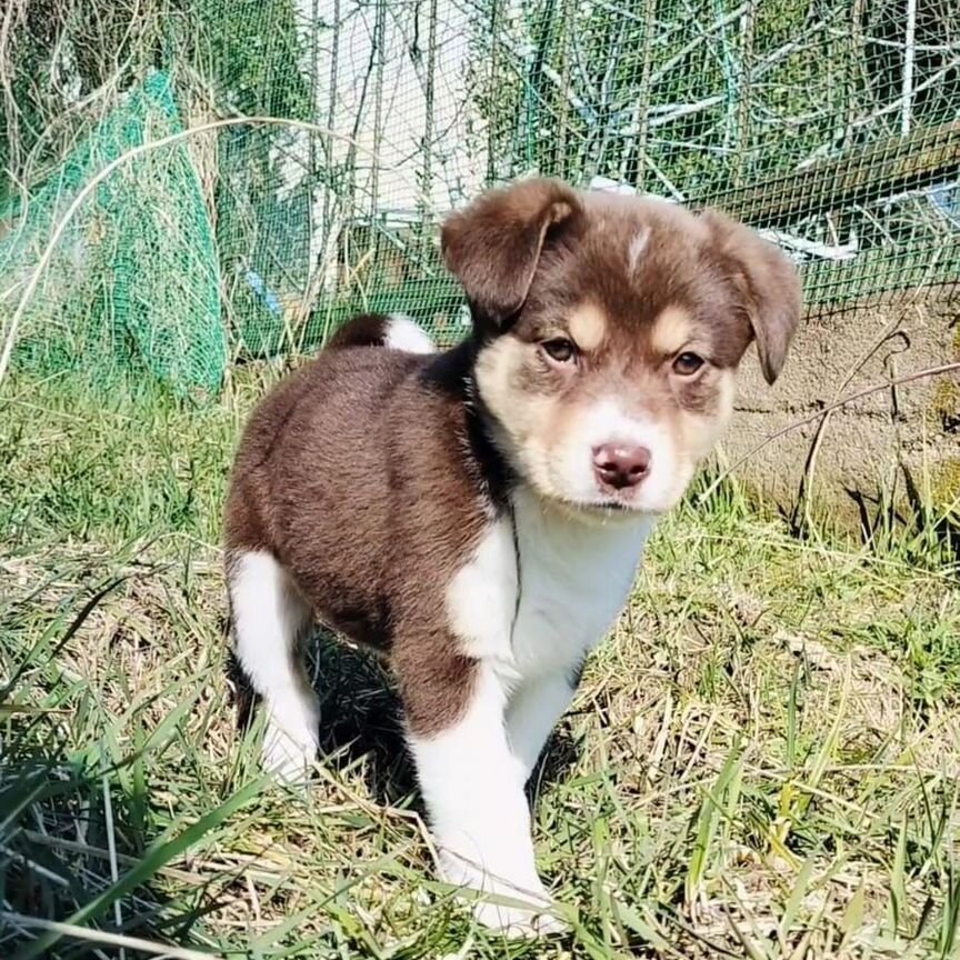 Адель в добрые ручки