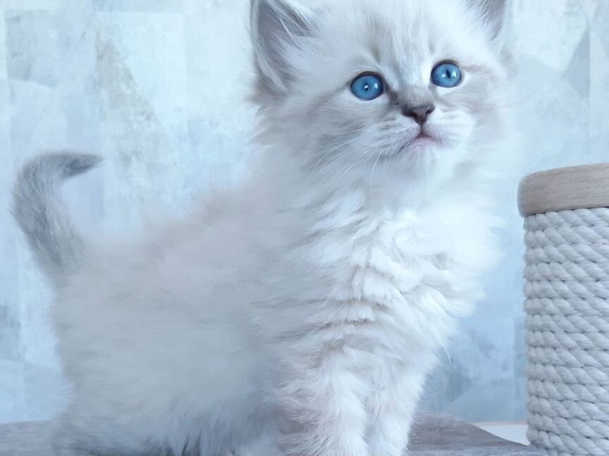 Чудесные котятки