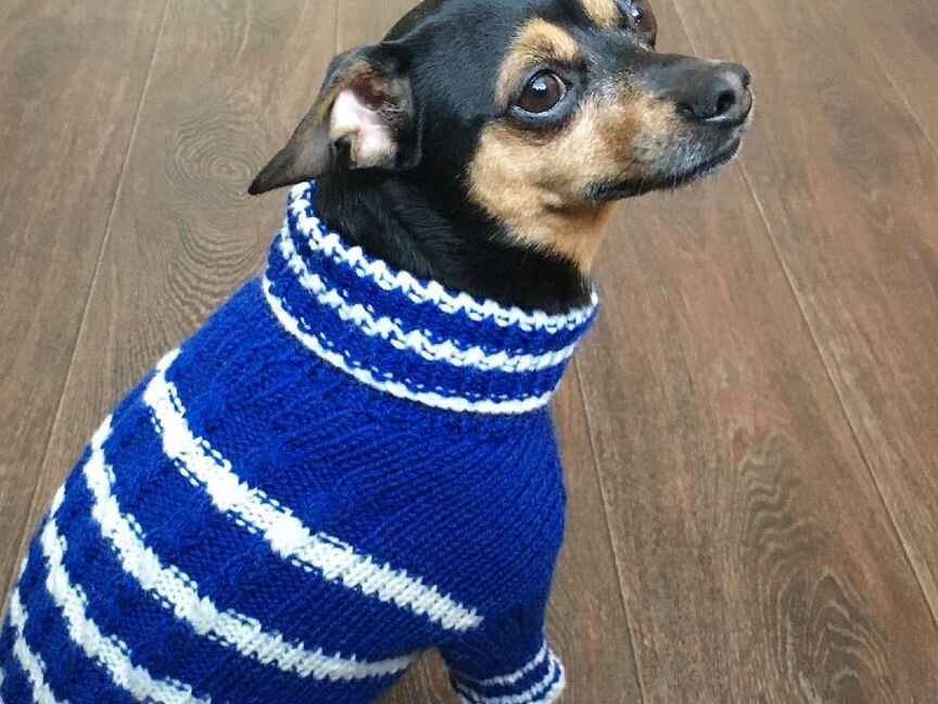 Новый для маленькой собаки