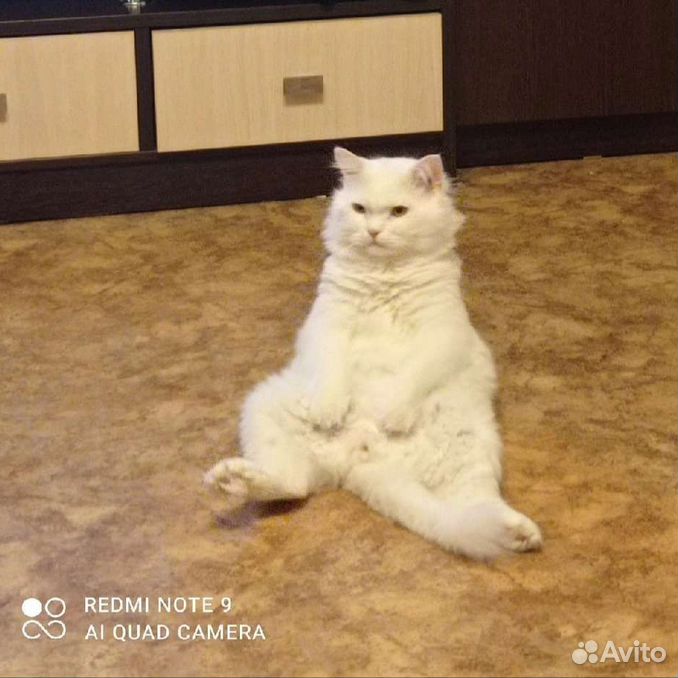 Белый британец котенок