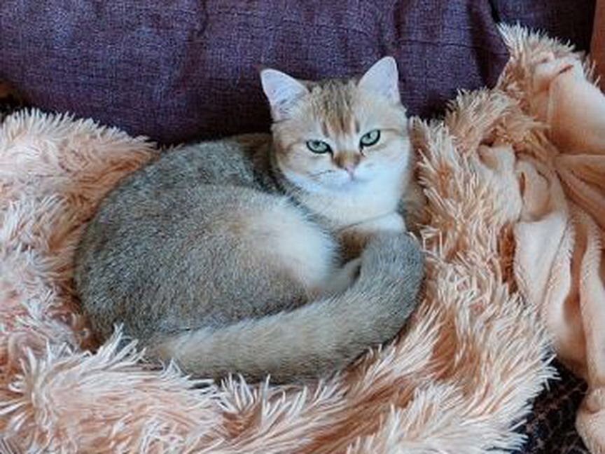 Продается кот-британец