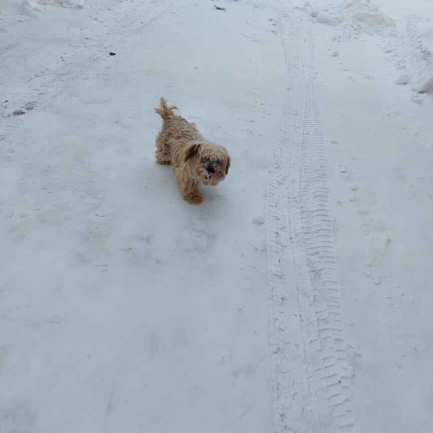 Взрослый пёс в добрые руки