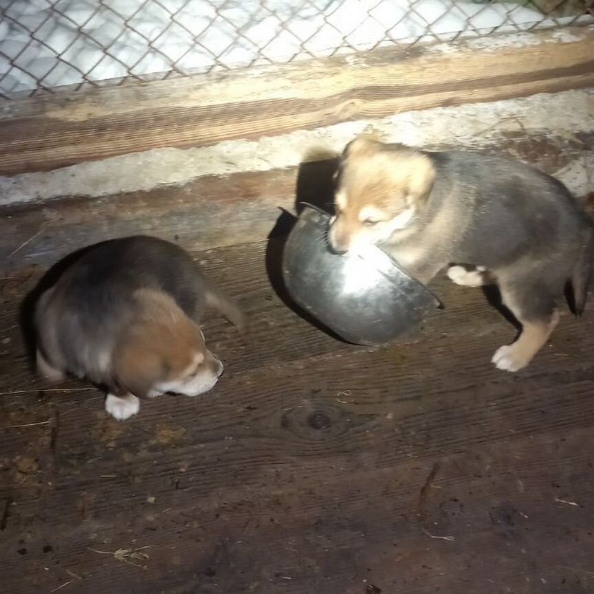 Щенки русской гончей