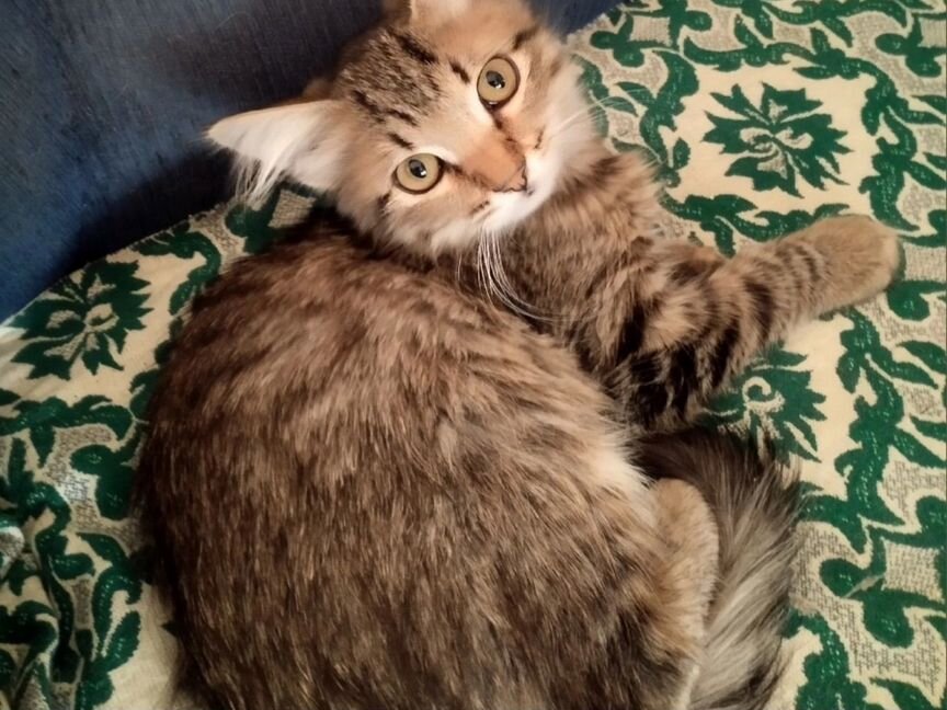 Котики в добрые руки