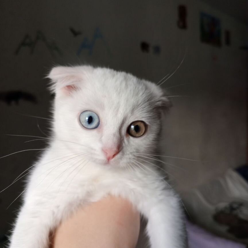 Отдам в добрые руки кошечку девочка